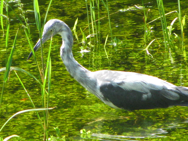 BirdsEyeViews: Virgin Islands Birds