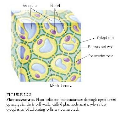 Temas de Biología: Adhesión celular