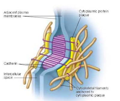 Temas de Biología: Adhesión celular
