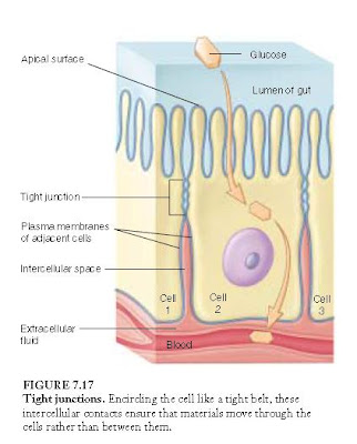 Temas de Biología: Adhesión celular