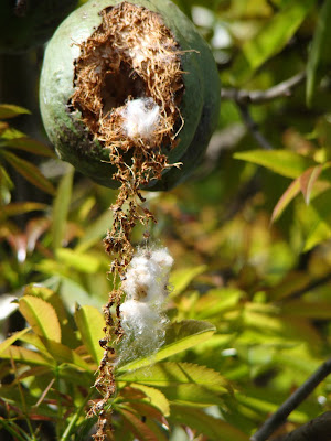 Tree Identification: Chorisa speciosa - Silk Floss Tree