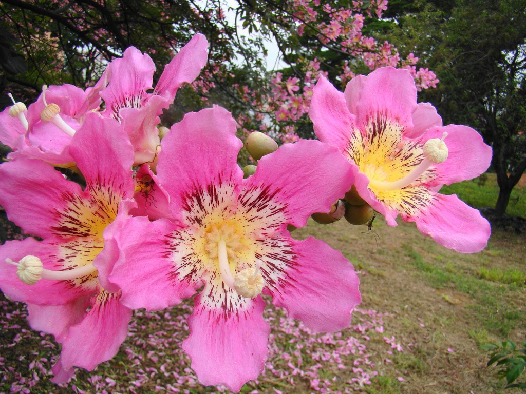 Tree Identification: Chorisa speciosa - Silk Floss Tree
