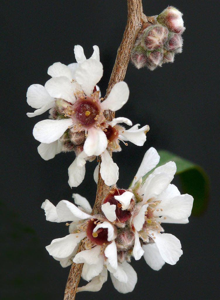 Tree Identification: Agonis flexuosa - Peppermint Tree