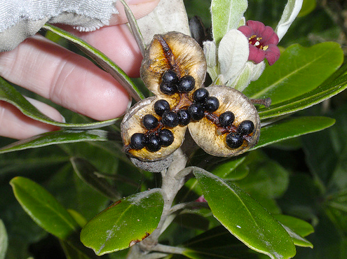 Tree Identification: Pittosporum crassifolium - Karo