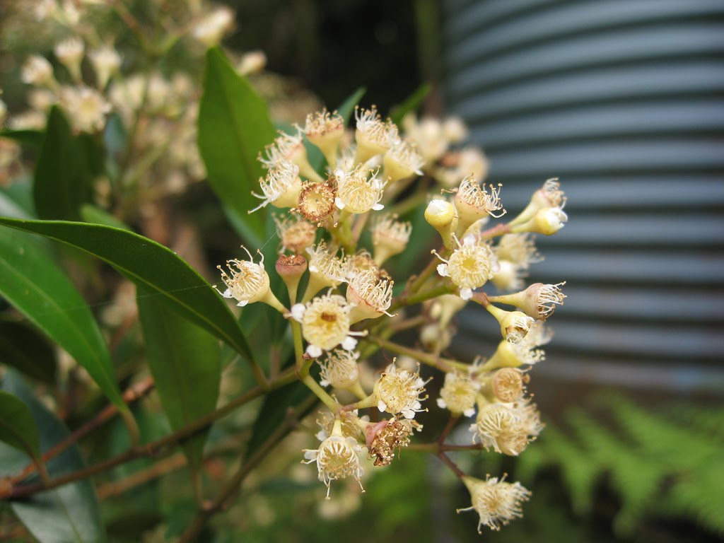 Tree Identification: Acmena smithii - Lilly-Pilly Tree