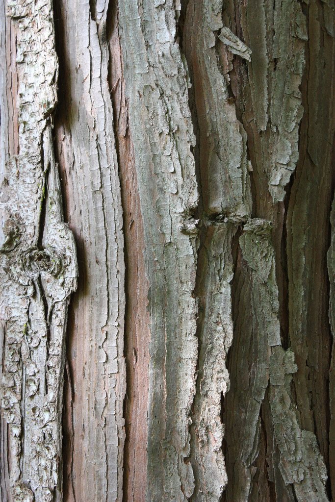 Tree Identification: Cunninghamia lanceolata - China Fir