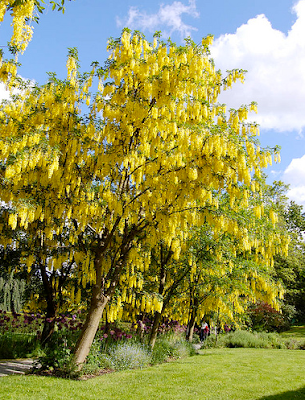 Tree Identification: Laburnum x watereri - Golden Chain Tree