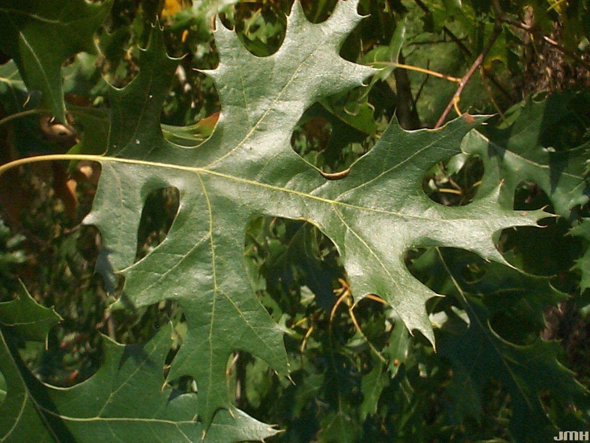 Tree Identification: Quercus palustris - Pin Oak