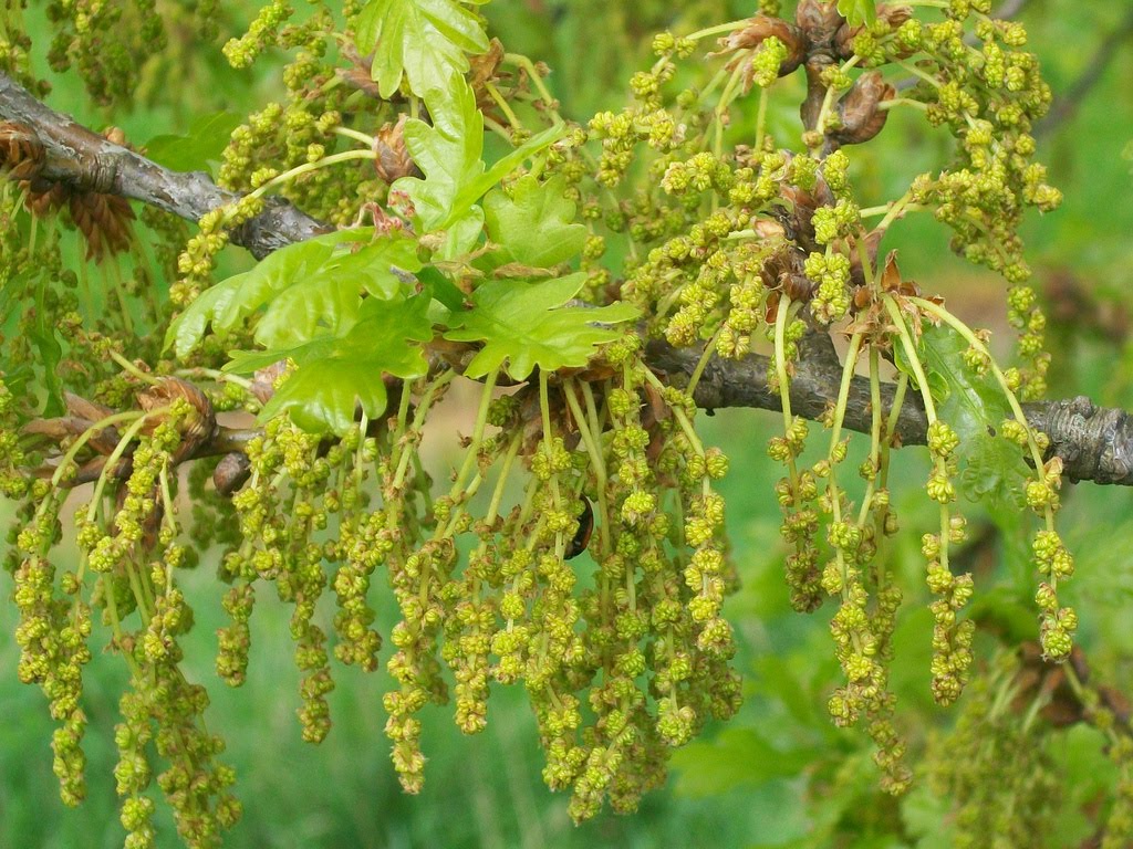 Tree Identification: Quercus robur - English Oak