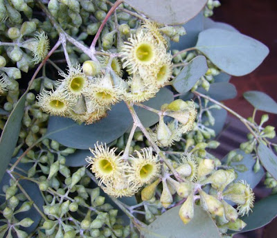 Tree Identification: Eucalyptus polyanthemos - Silver Dollar Gum