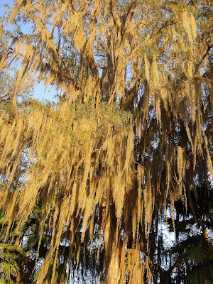 Tree Identification: Taxodium mucronatum - Montezuma Cypress