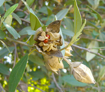 Tree Identification: Lagunaria patersonii - Cow Itch Tree