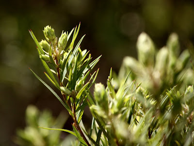 Tree Identification: Melaleuca linariifolia - Flaxleaf Paperbark