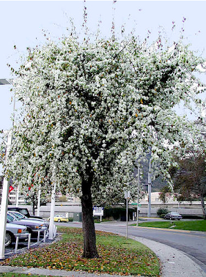 Tree Identification: Pyrus kawakamii - Evergreen Pear