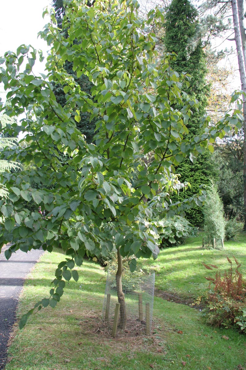 Tree Identification: Davidia involucrata - Dove Tree, or Handkerchief Tree