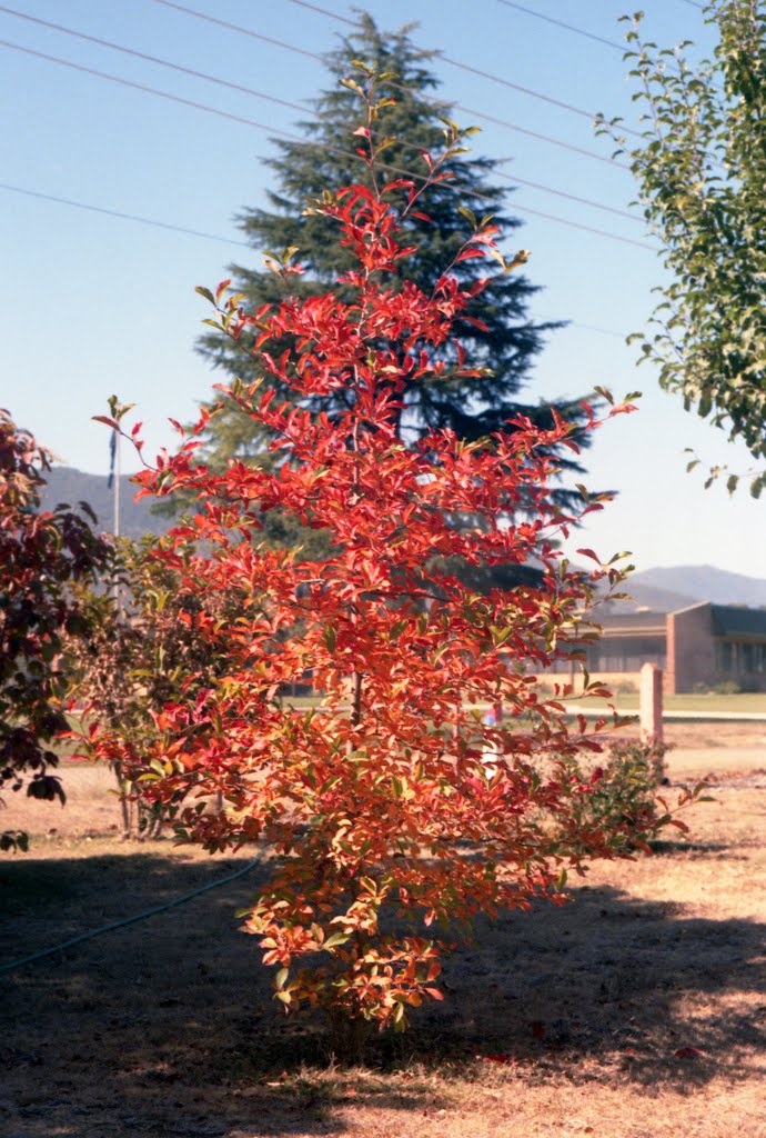 Tree Identification: Nyssa sylvatica - Sour Gum