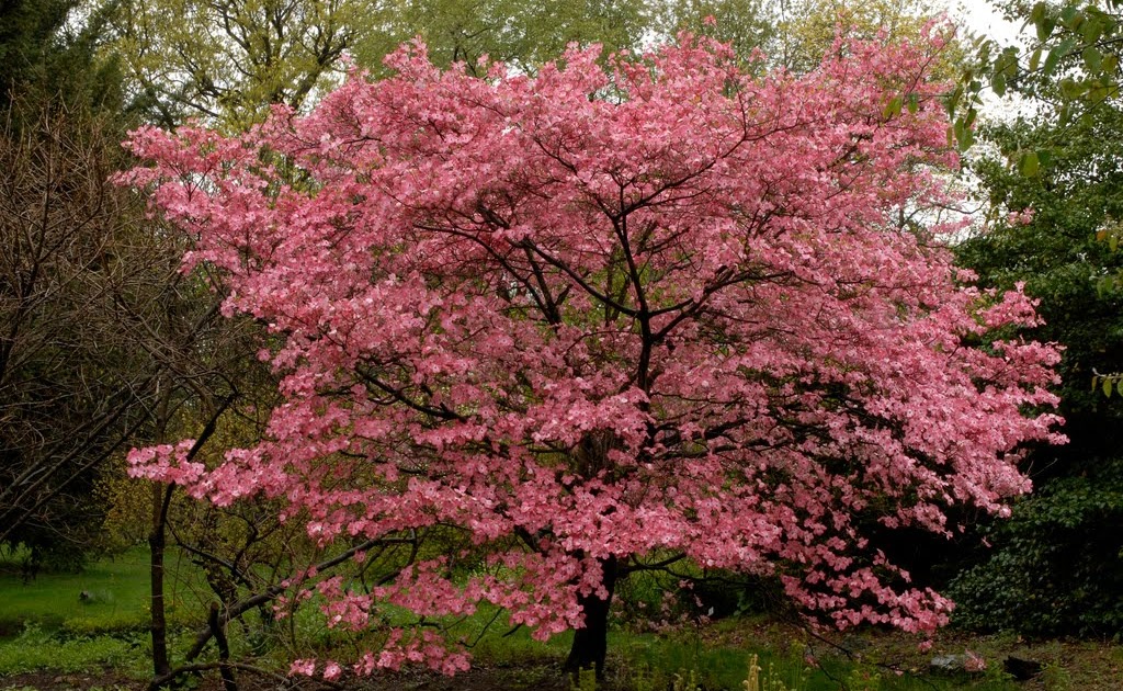 Tree Identification: Cornus florida - Flowering Dogwood