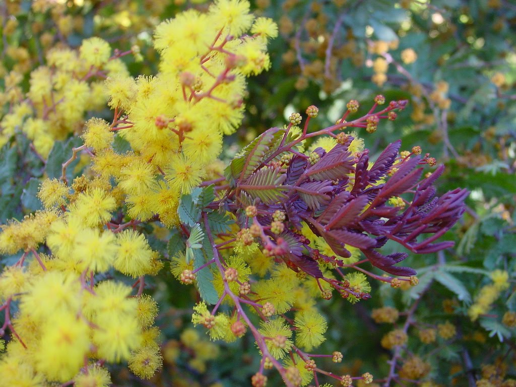 Tree Identification: Acacia baileyana - Bailey Acacia