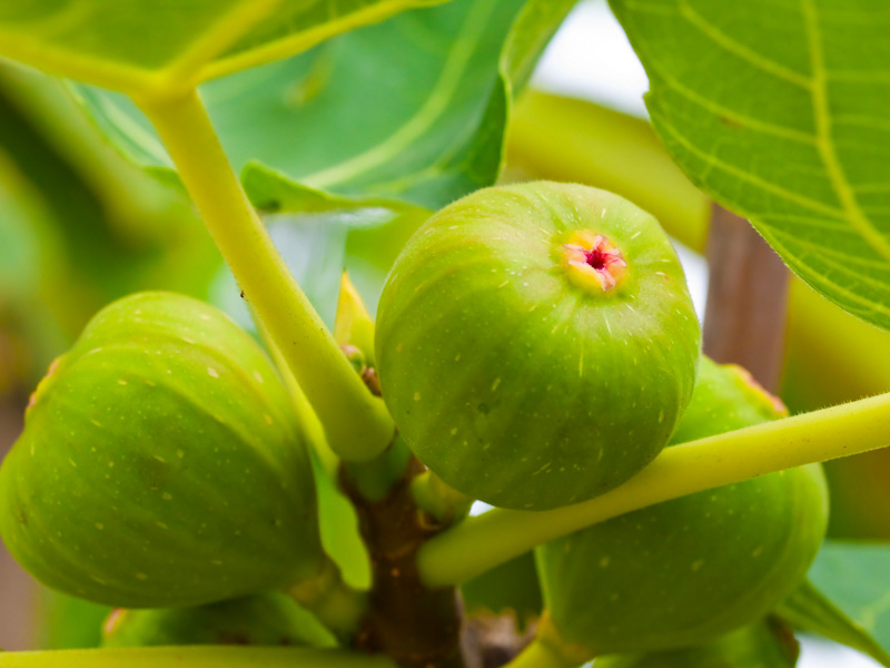 Tree Identification: Ficus carica - Common Fig