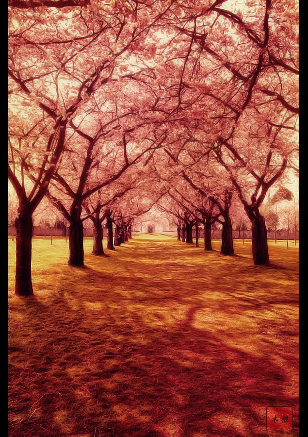 Tree Identification: Prunus serrulata - Flowering Cherry