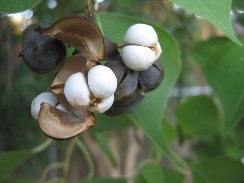 Tree Identification: Sapium sebiferum - Chinese Tallow Tree
