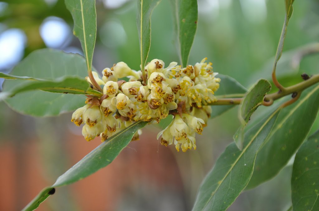 Tree Identification: Laurus nobilis - Grecian Laurel