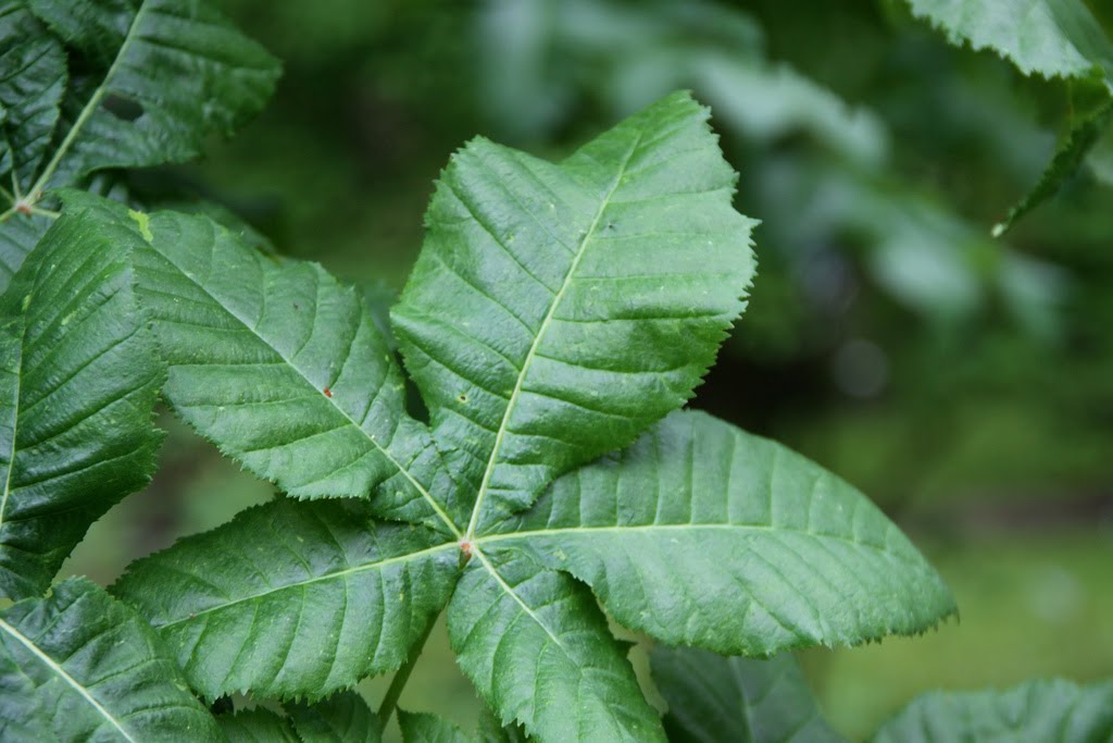 Tree Identification: Aesculus x carnea - Red Horeschestnut