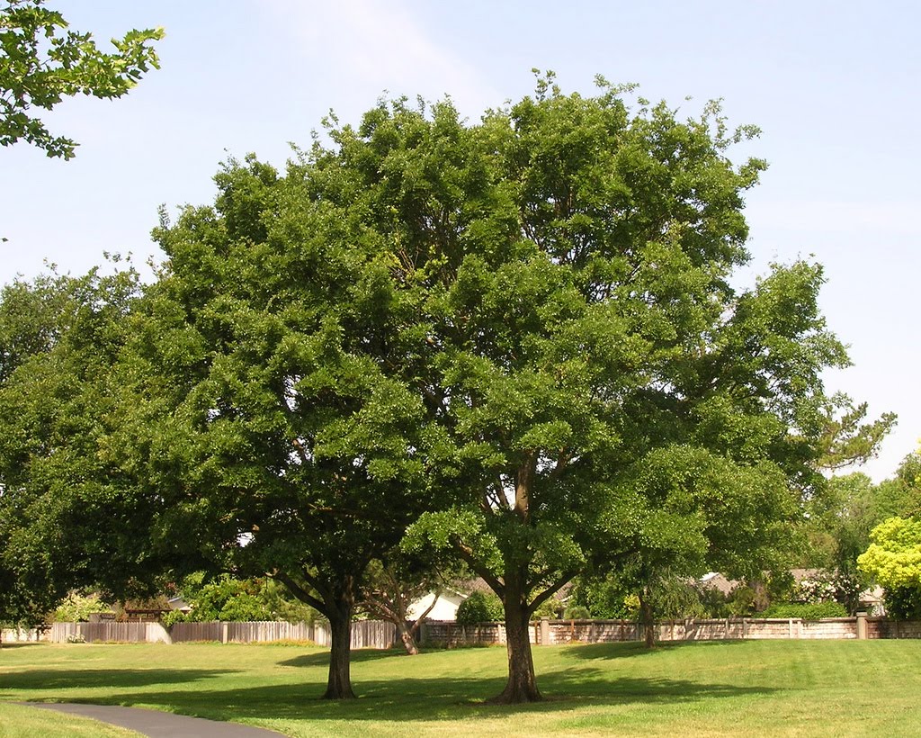 Celtis sinensis - Alchetron, The Free Social Encyclopedia
