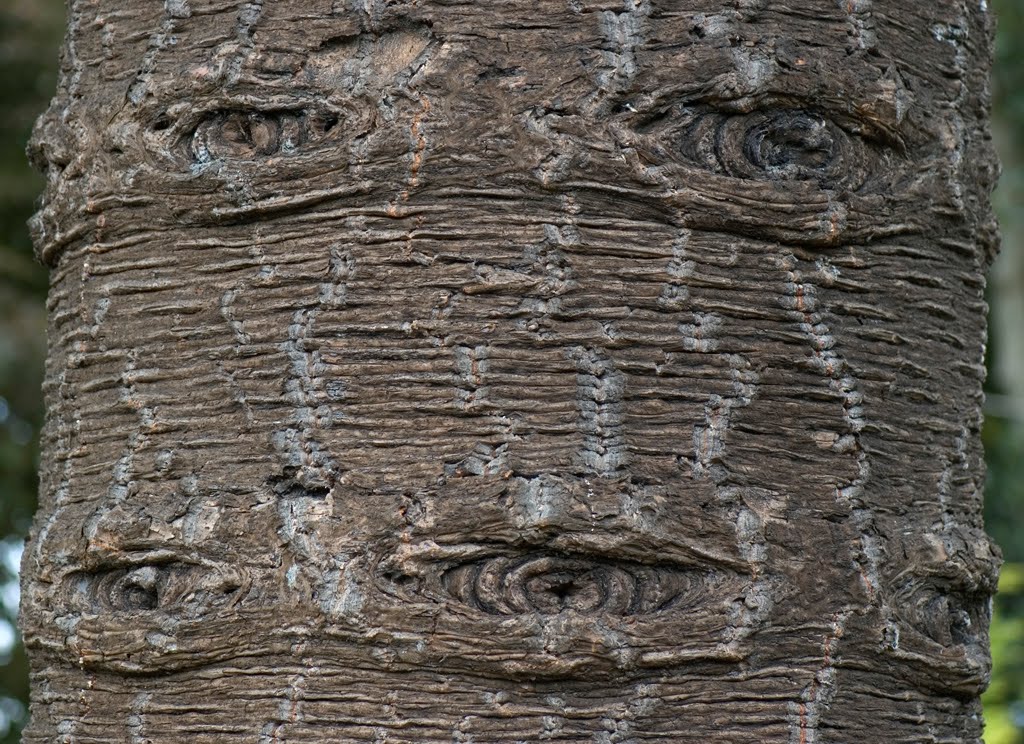 Tree Identification: Araucaria auracana - Monkey Puzzle Tree