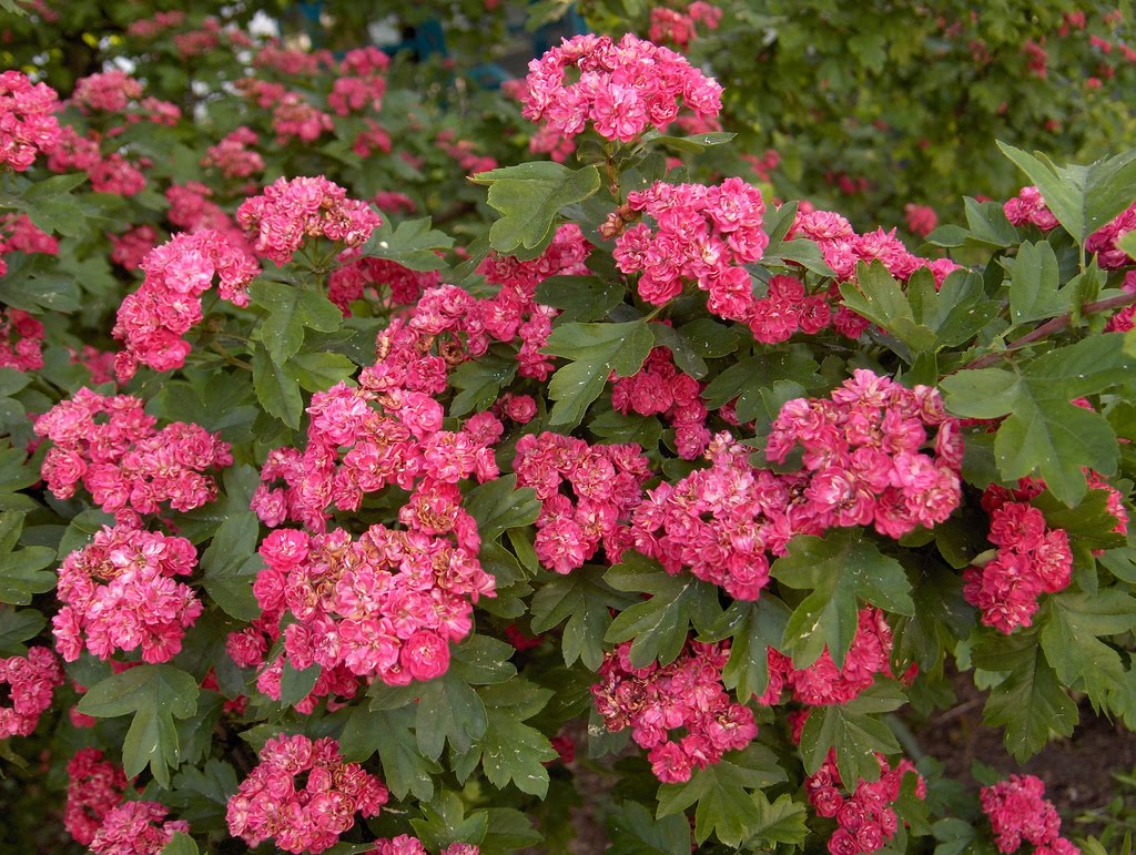 Tree Identification: Crataegus laevigata - English Hawthorn