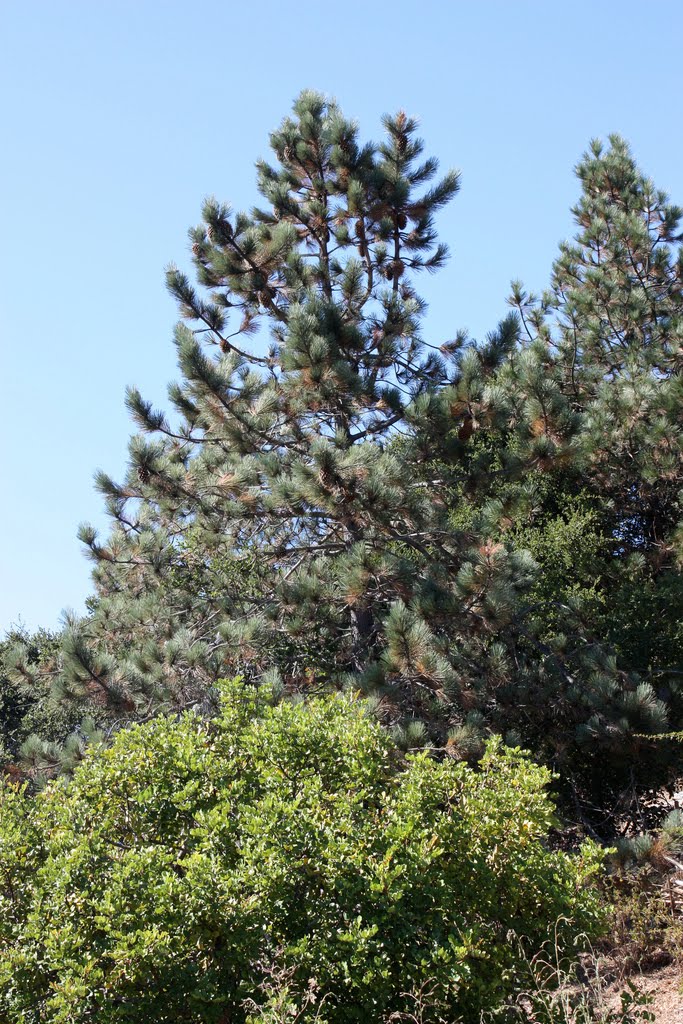 Tree Identification: Pinus coulteri - Coulter Pine