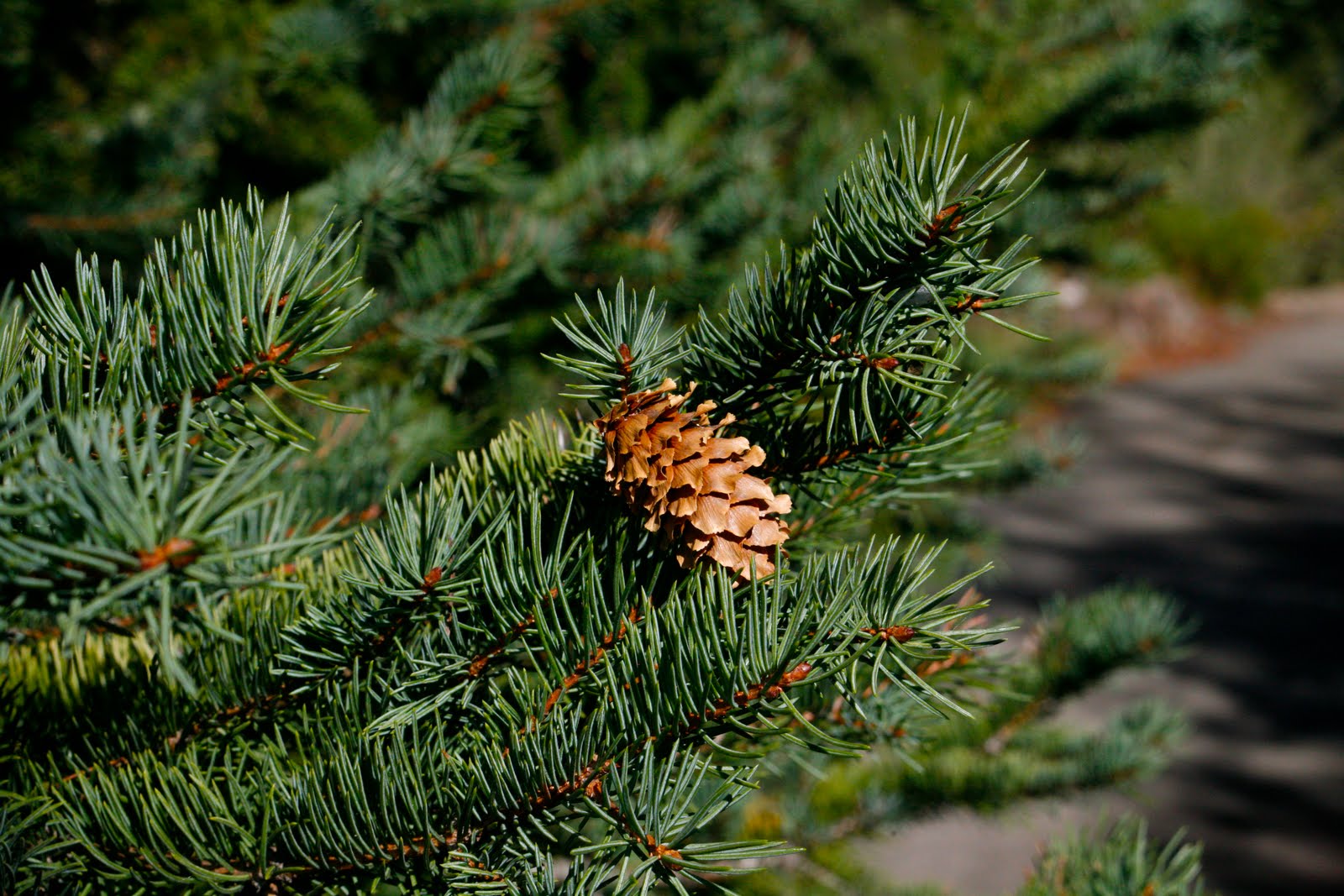 Tree Identification: Picea engelmanii - Englemann's Spruce