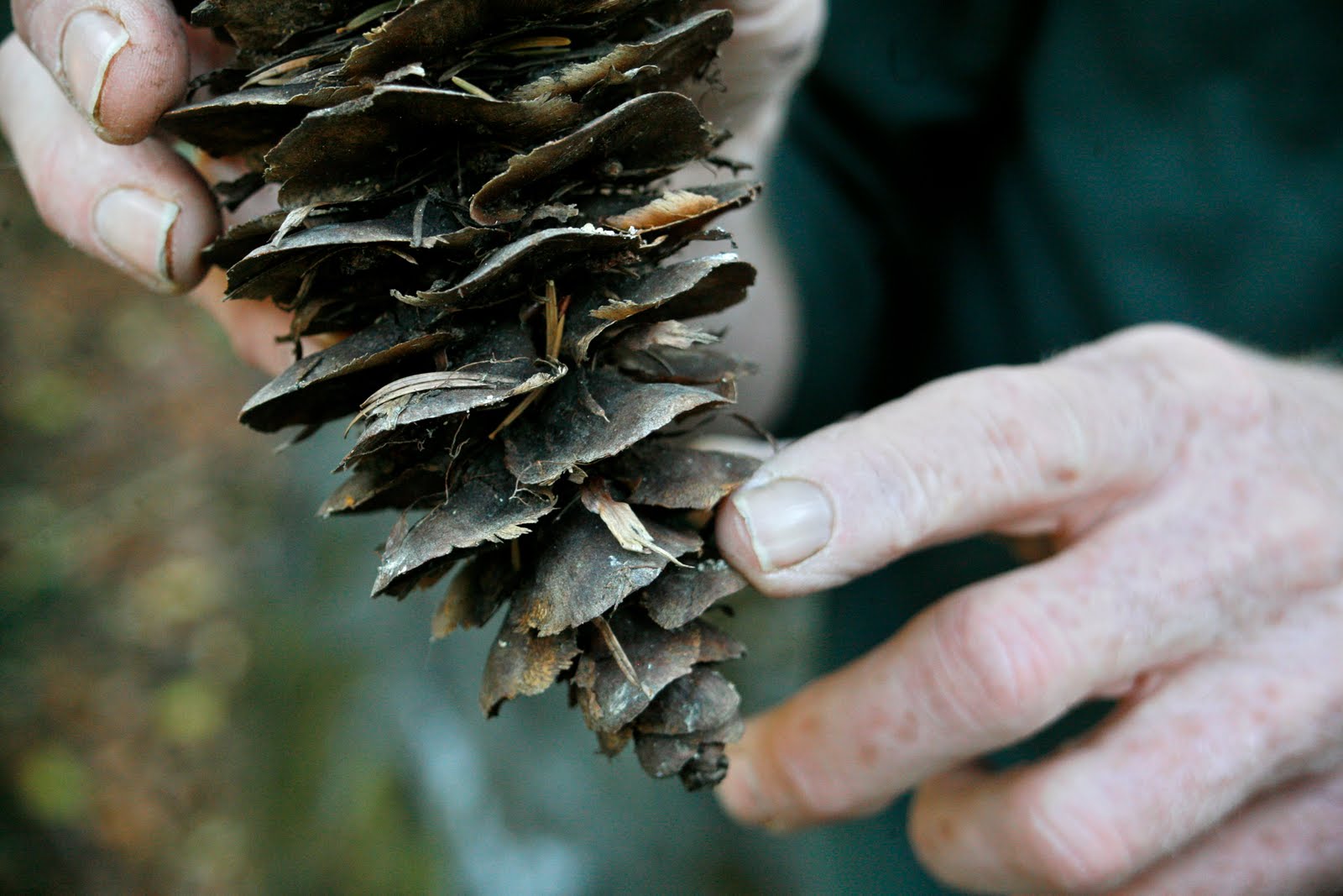 Tree Identification: Pseudotsuga macrocarpa - Big Cone Spruce