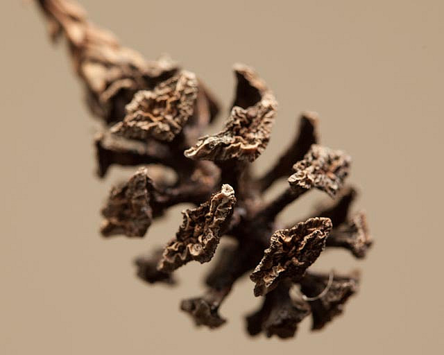 Tree Identification: Sequoia sempervirens - Coast Redwood