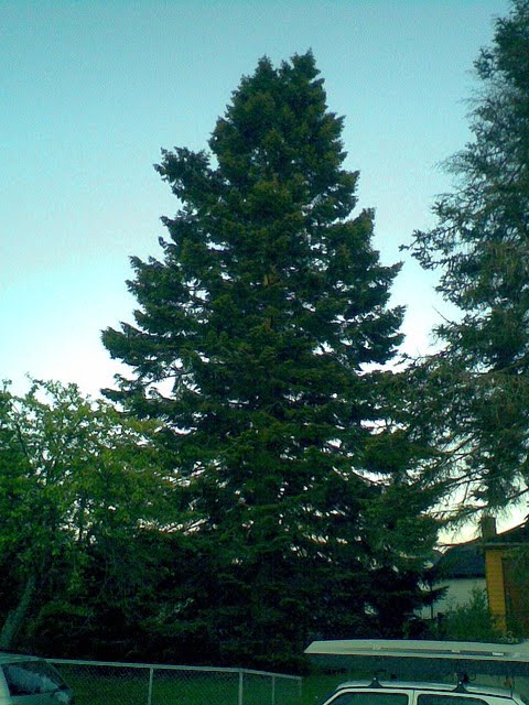 Tree Identification: Abies grandis - Grand Fir