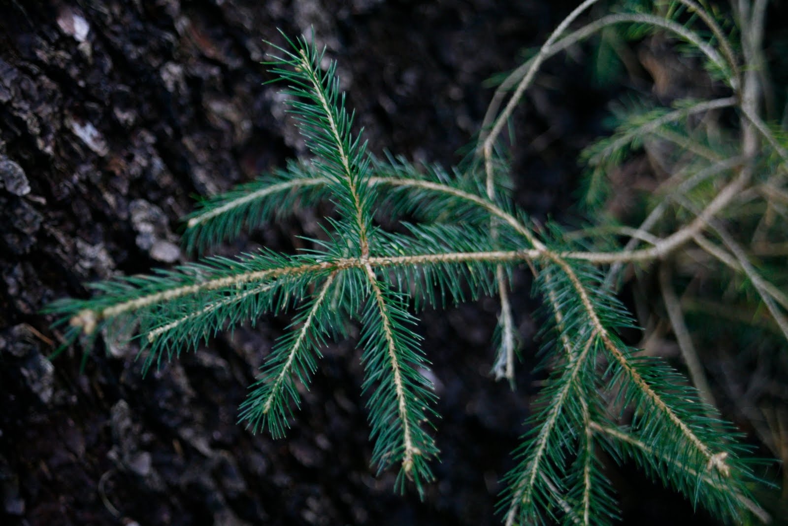 Tree Identification: Picea sitchensis - Sitka Spruce