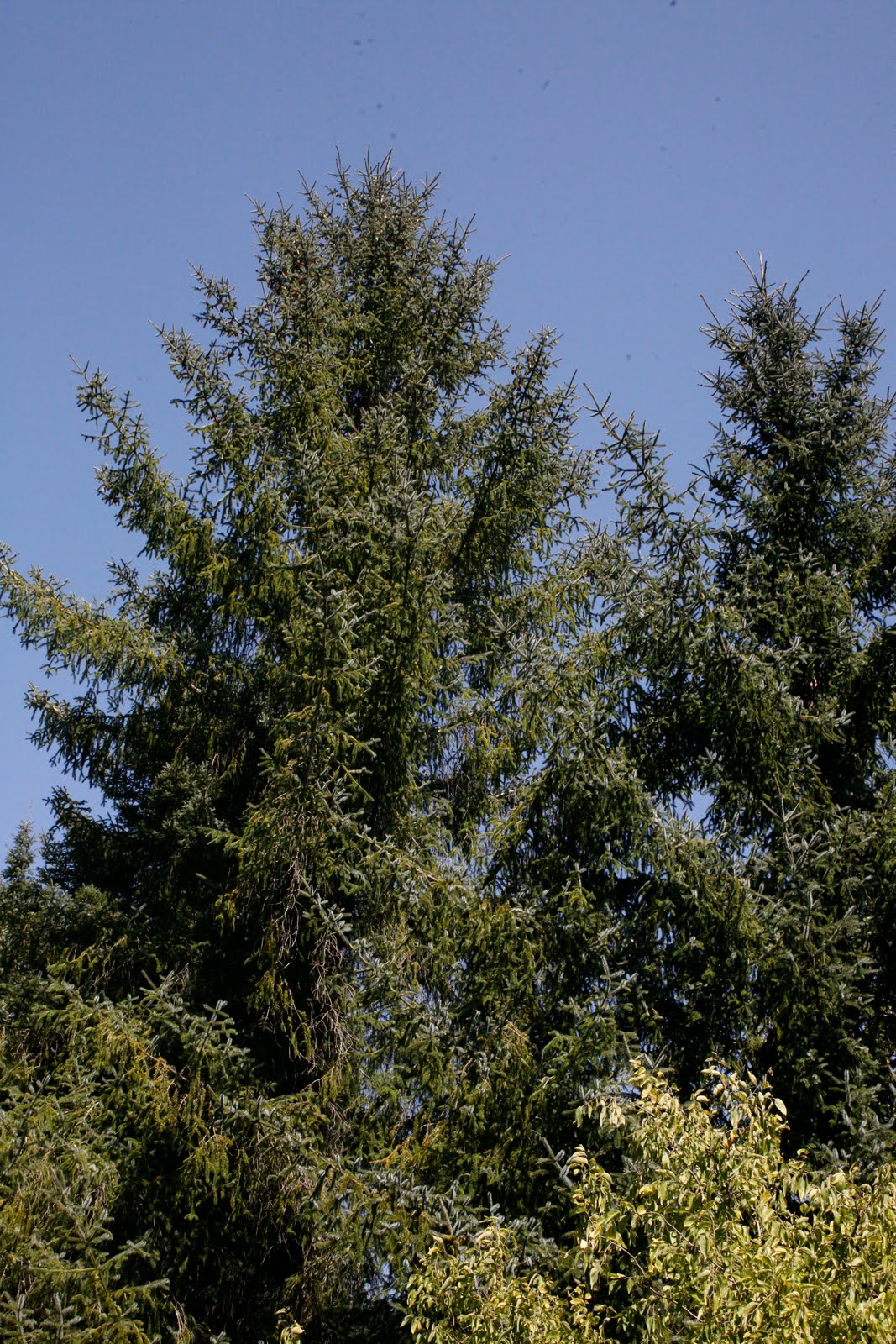 Tree Identification: Picea sitchensis - Sitka Spruce