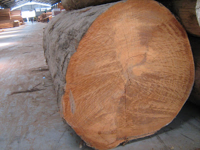 WOOD: Bangkirai or Selangan Batu or Yellow Balau wood.