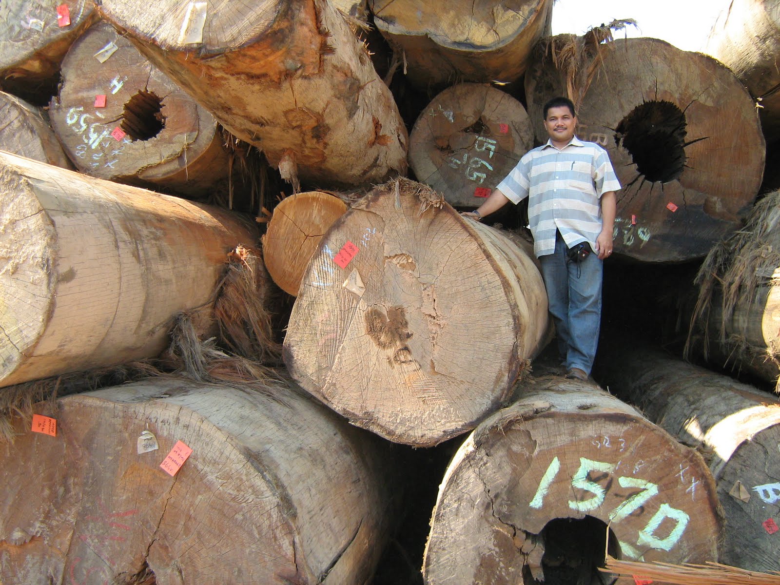 WOOD: BANGKIRAI - YELLOW BALAU - SELANGAN BATU LOGS