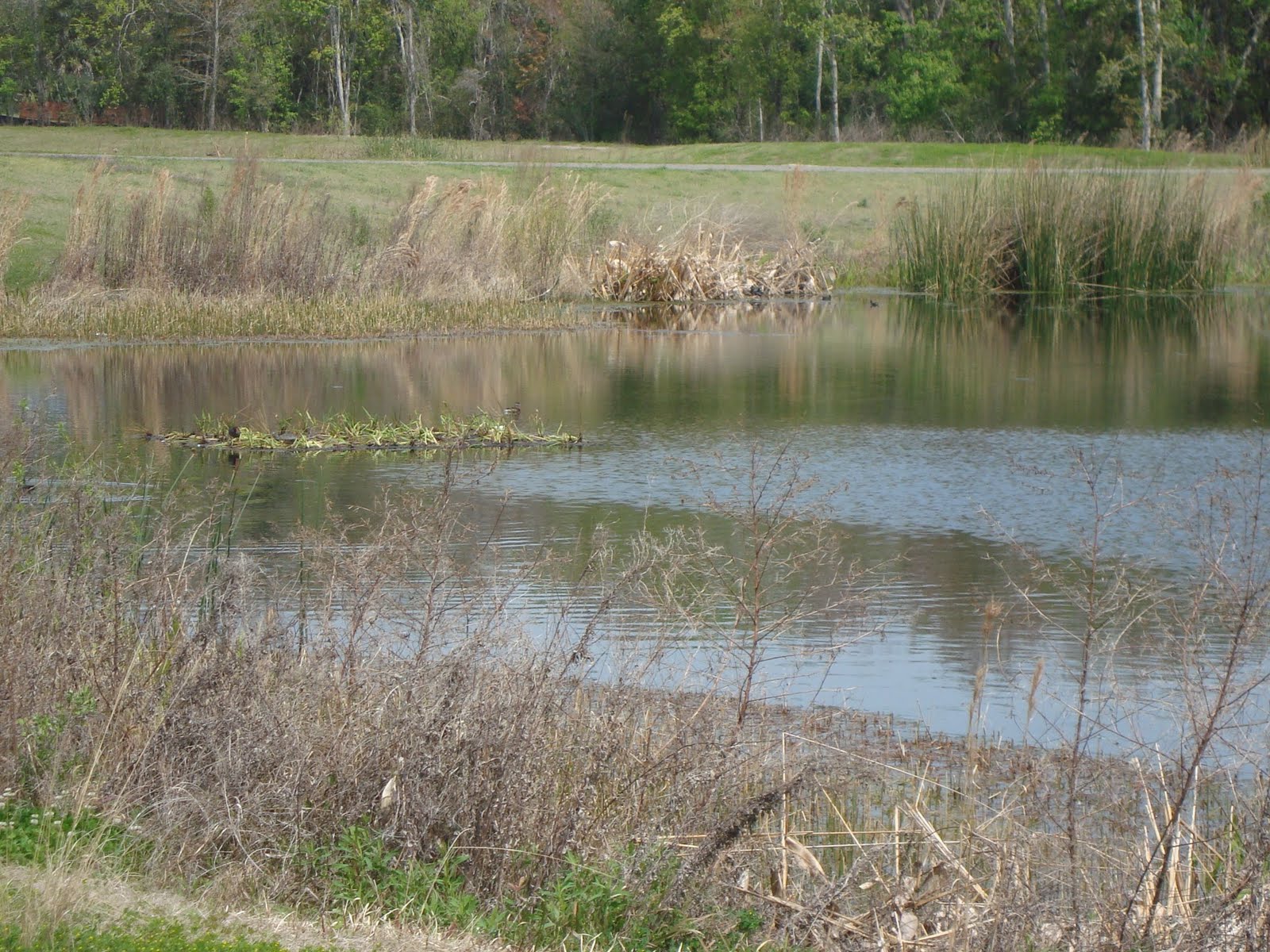 Florida Floating Wetlands - Managed Aquatic Plant Systems: Stormwater ...