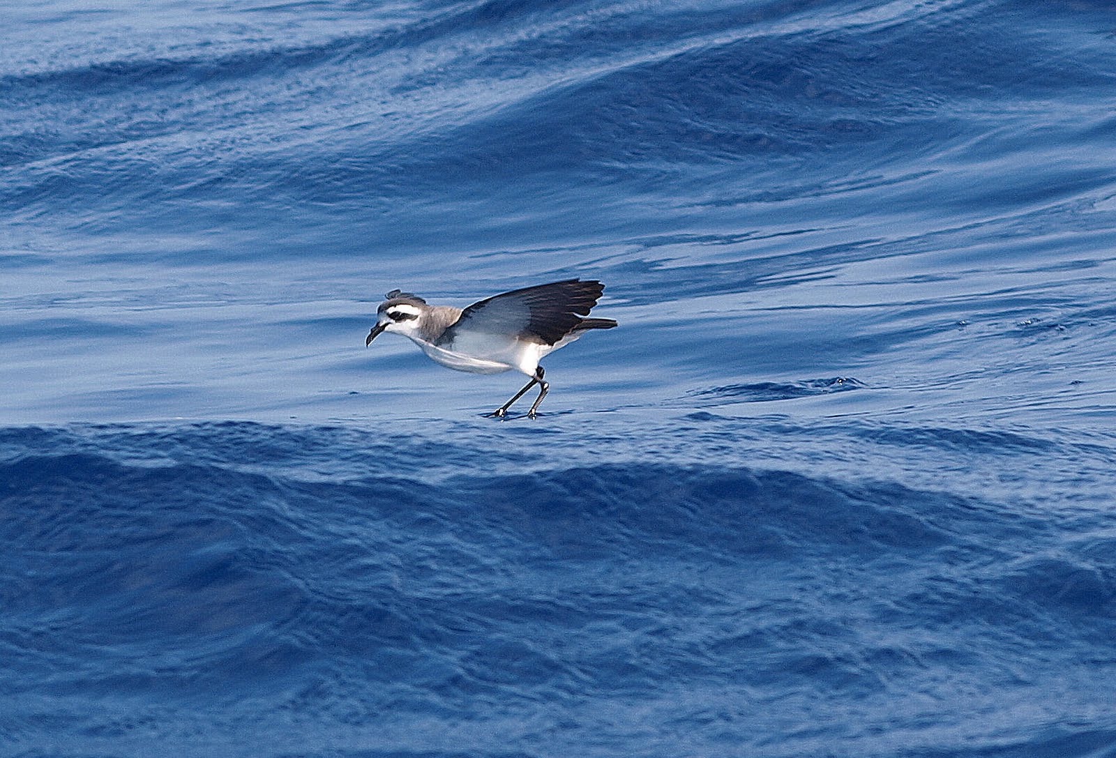 birding the costa: ZINO'S PETREL AT SEA - FIRST MADEIRA WIND BIRDS ...