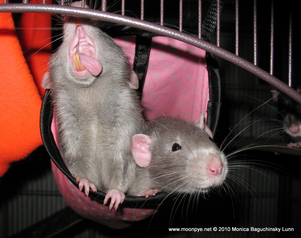 Are you hungry little guy : r/WTF