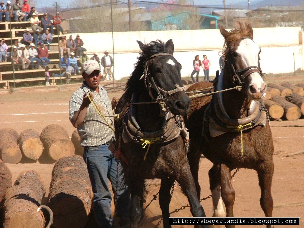 Leñadores... de adeveras