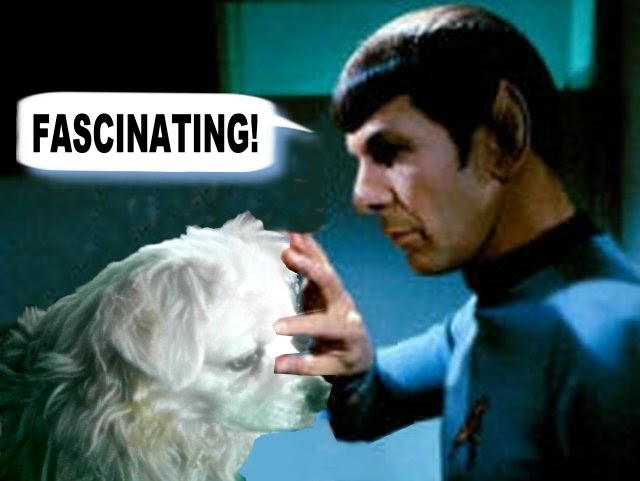 My Dog's Daze: Vulcan Mind Meld