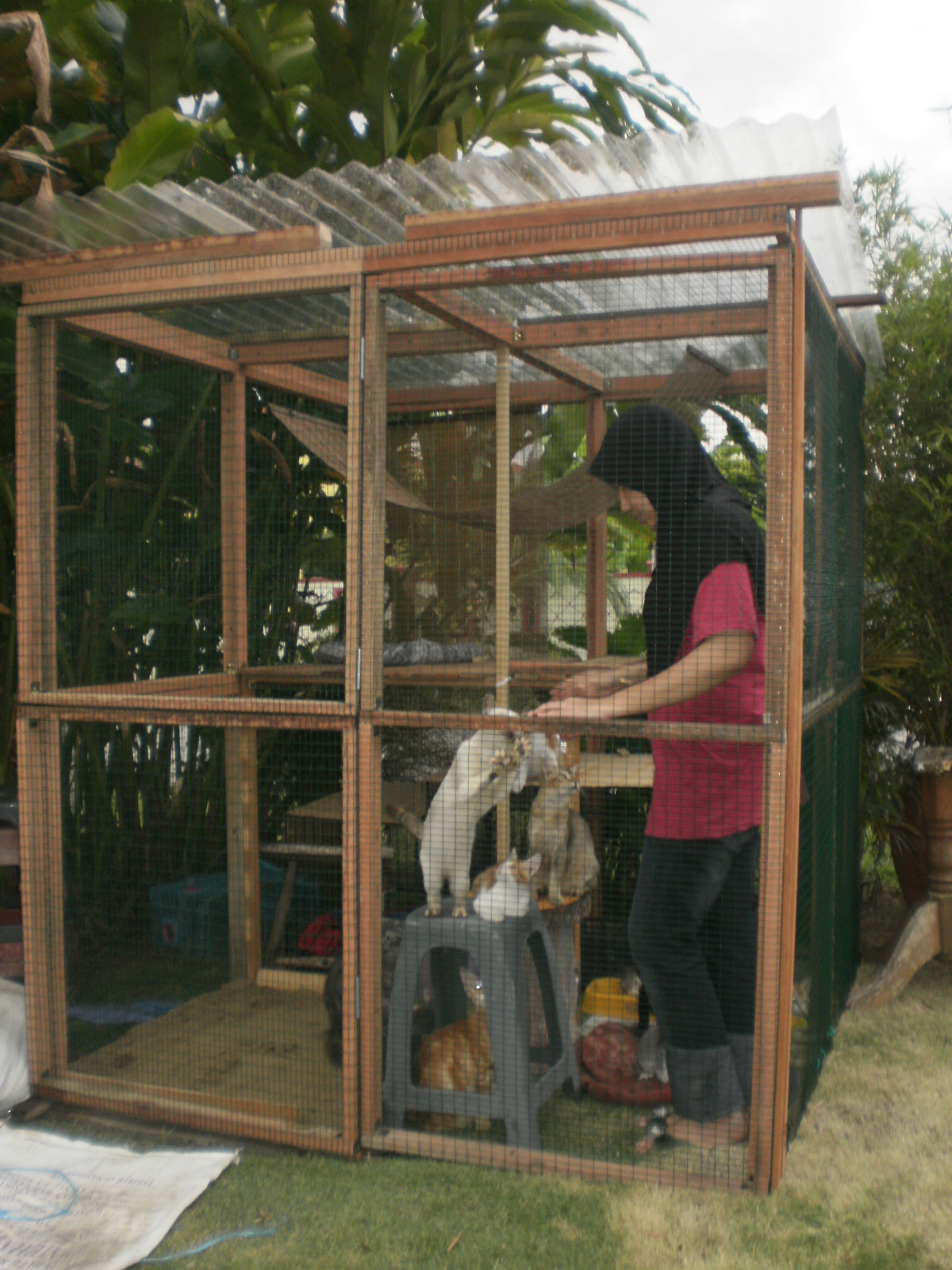 25+ Inspirasi Baru Rumah Kayu Kucing