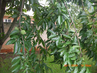 Baú do Luizinho: A Atemóia lá de casa