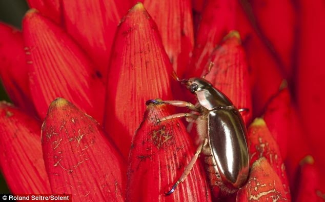 The Jungle Store: Stunning Silver Beetle Photographed