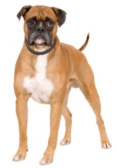 Conoce a tu Perro: Boxer