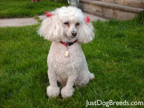 Conoce a tu Perro: Poodle