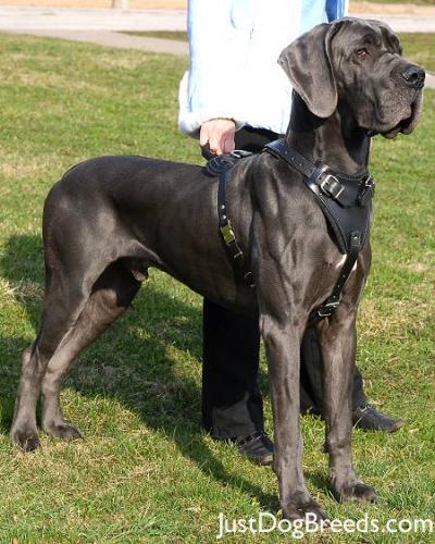 Conoce a tu Perro: Gran Danes